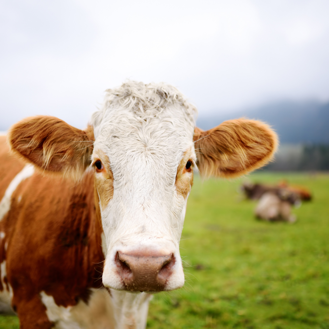 Harnessing Nature's Power: Stock Animals and the Marvels of Hemp Seed ...